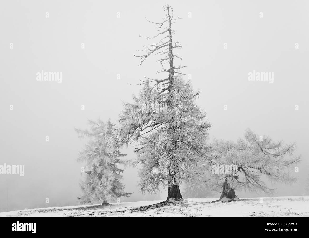 Old larch trees (Larix) in winter, Weiz, Almenland region, Sommeralm ...