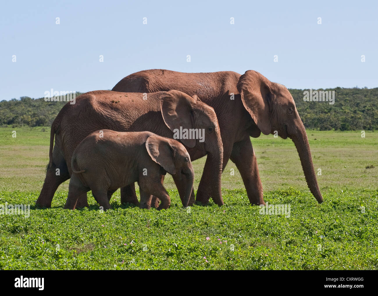 Elephant teamwork hi-res stock photography and images - Alamy