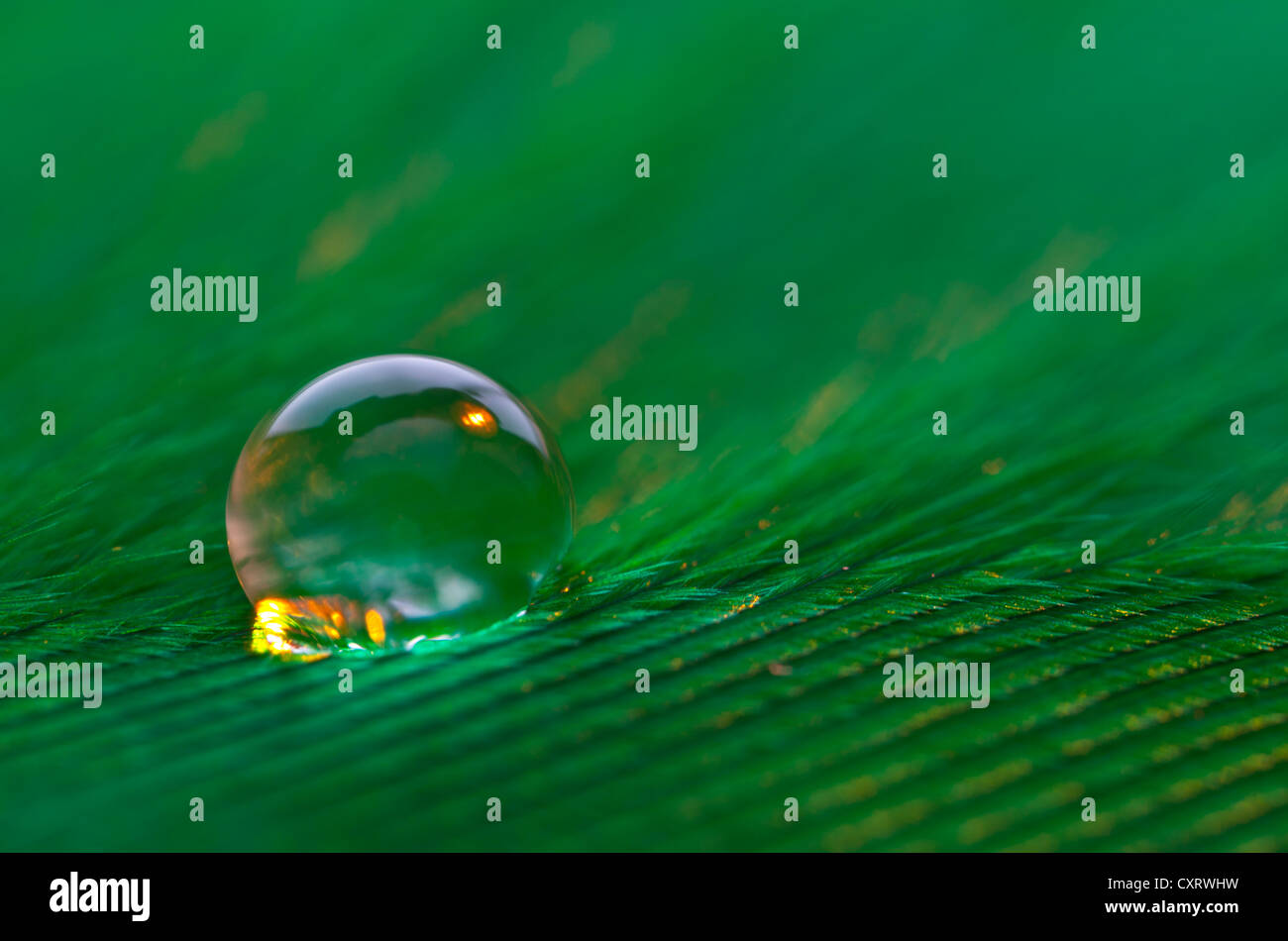 Water droplet on a green feather Stock Photo - Alamy