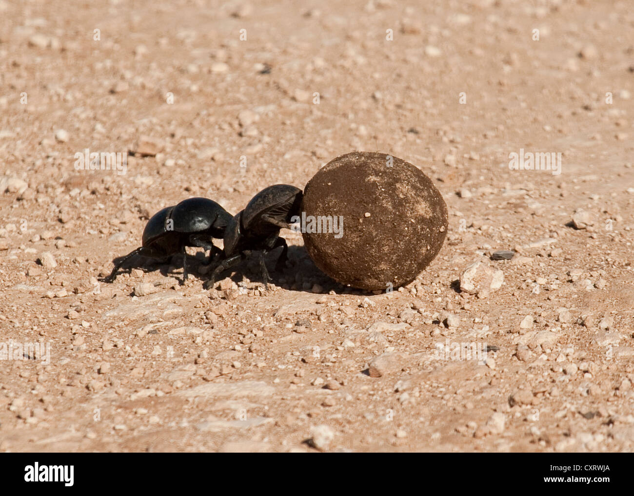 African beetle hi-res stock photography and images - Alamy