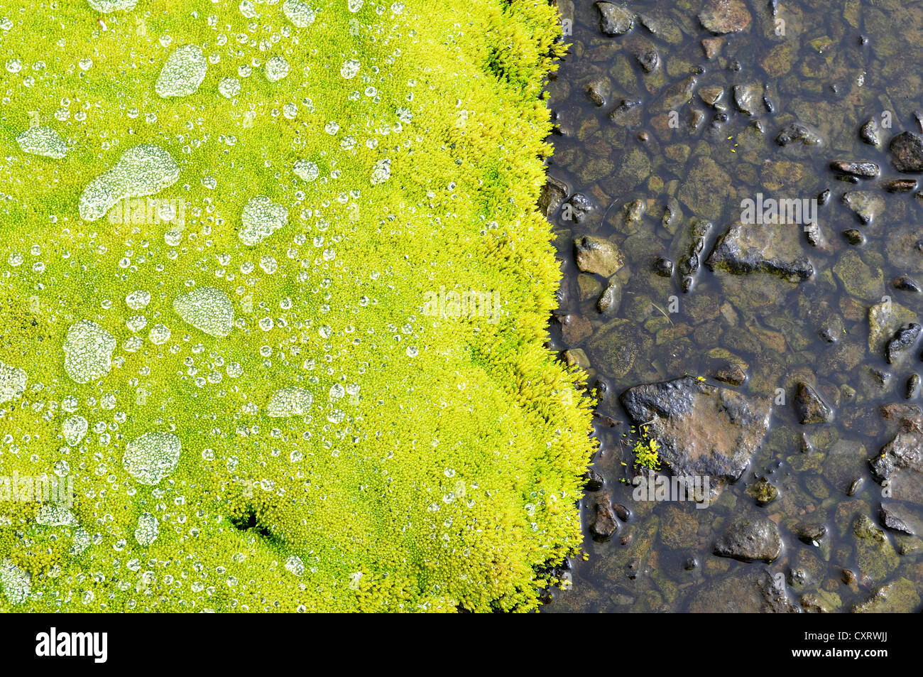 Fontinalis antipyretica water moss High Resolution Stock Photography ...