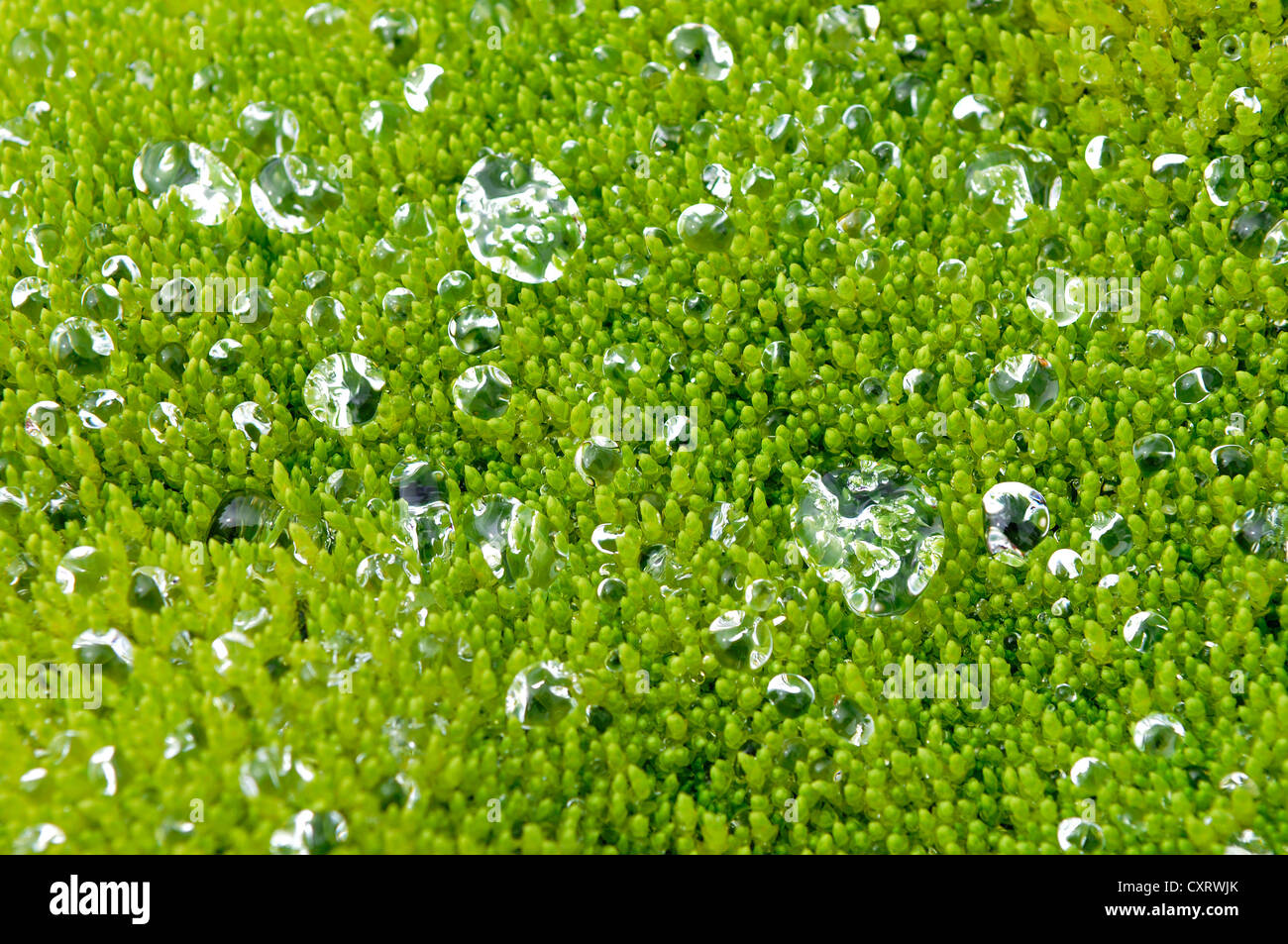Fontinalis antipyretica water moss High Resolution Stock Photography ...