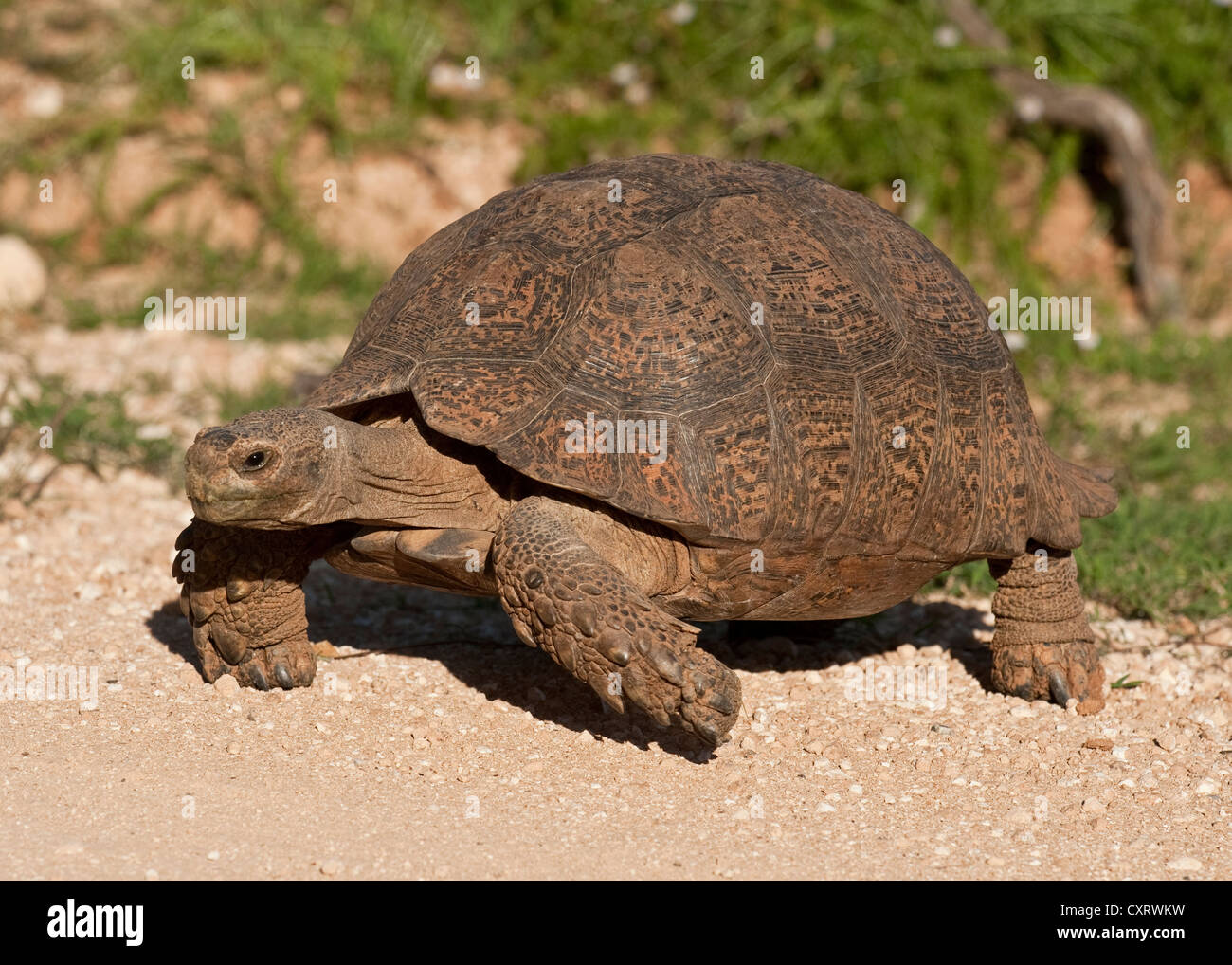 Angulate tortoise (Chersina angulata Stock Photo - Alamy