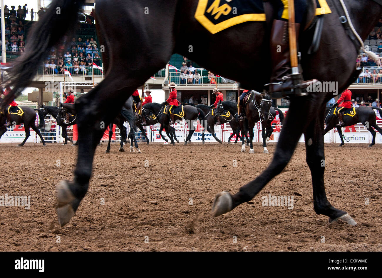 Rcmp horse hi-res stock photography and images - Alamy