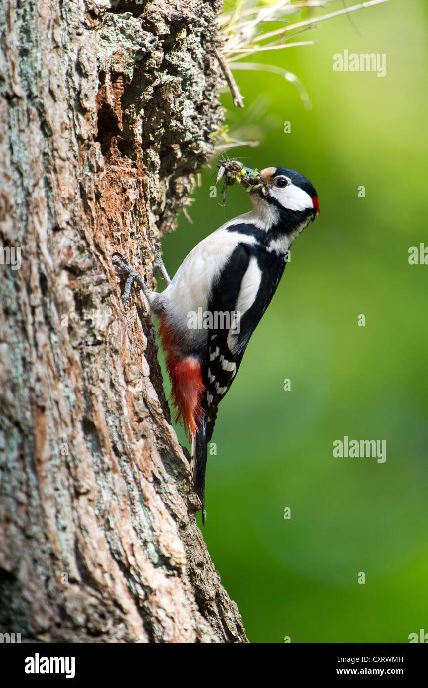 Woodpecker side view bird photo hi-res stock photography and images - Alamy