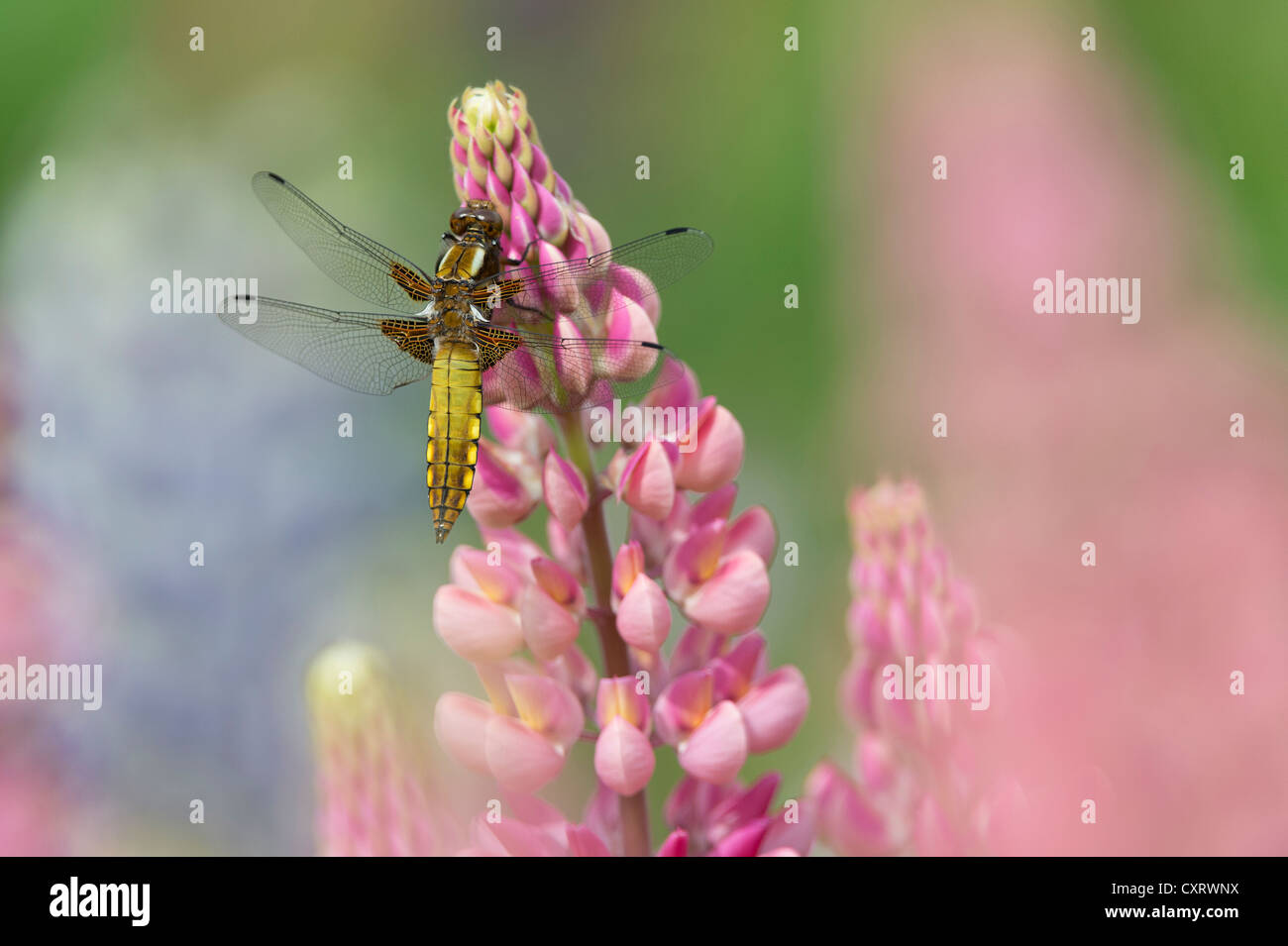 Lupin (Lupinus sp.) with a Four-Spotted Chaser (Libellula ...