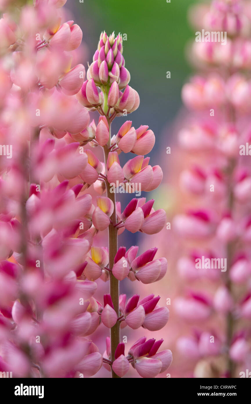 Lupins hi-res stock photography and images - Alamy