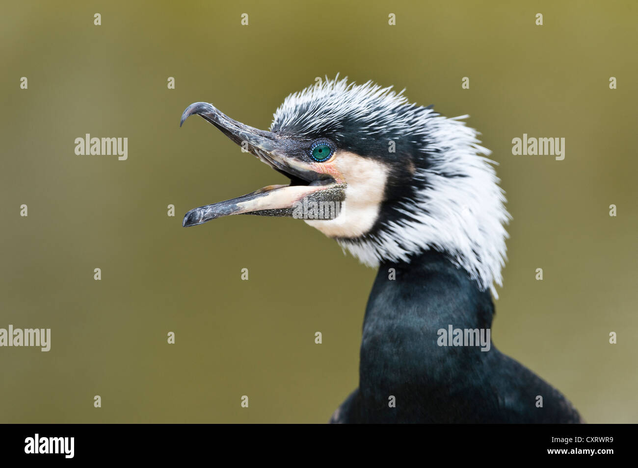 Great Cormorant (Phalacrocorax carbo), portrait, Westkuestenpark zoo ...