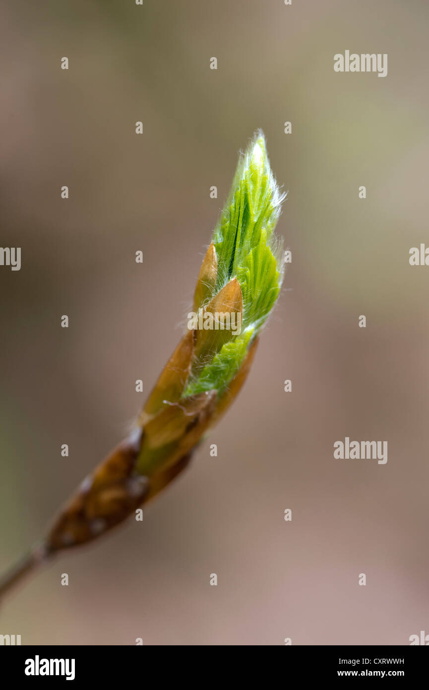 Beech tree seedling fagus sylvatica hi-res stock photography and images ...