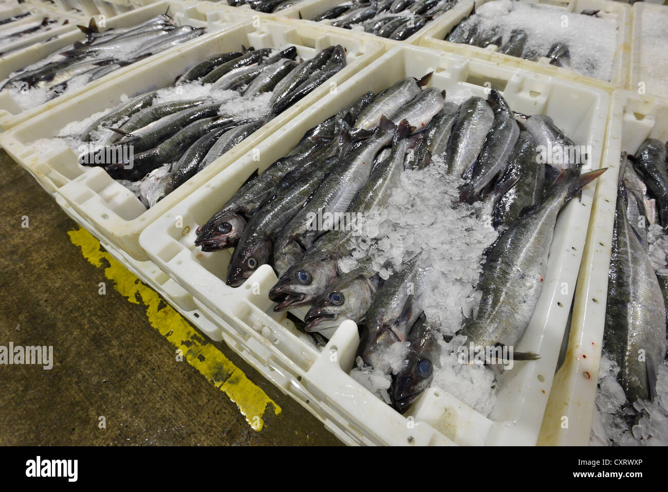 Fresh fish on ice in large plastic boxes at a fish auction, Scotland ...
