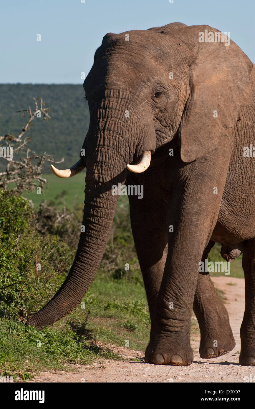 African bush elephant Stock Photo - Alamy