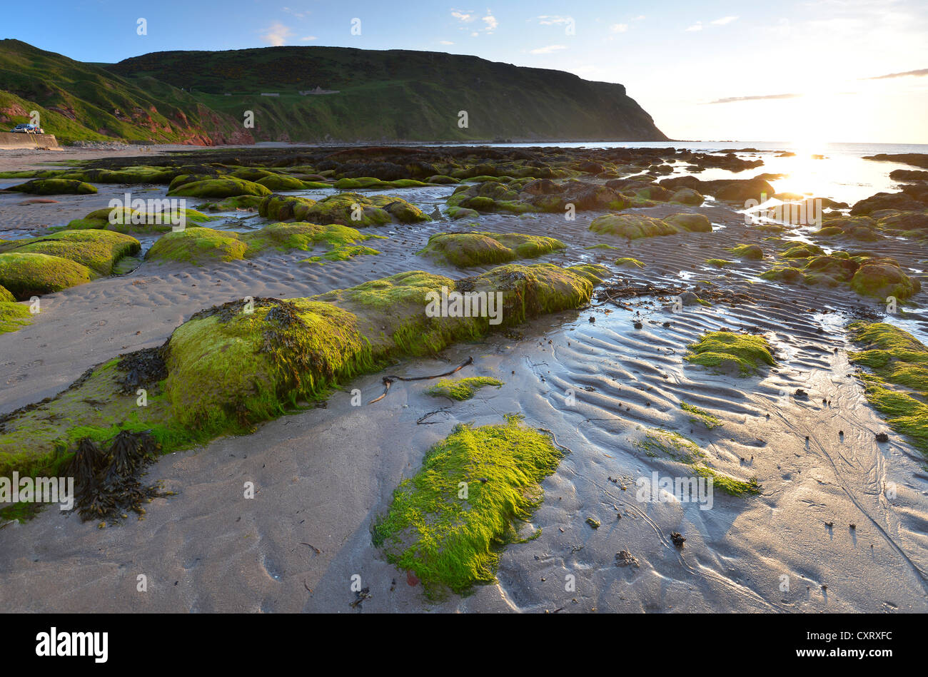Algae covered rocks hi-res stock photography and images - Alamy