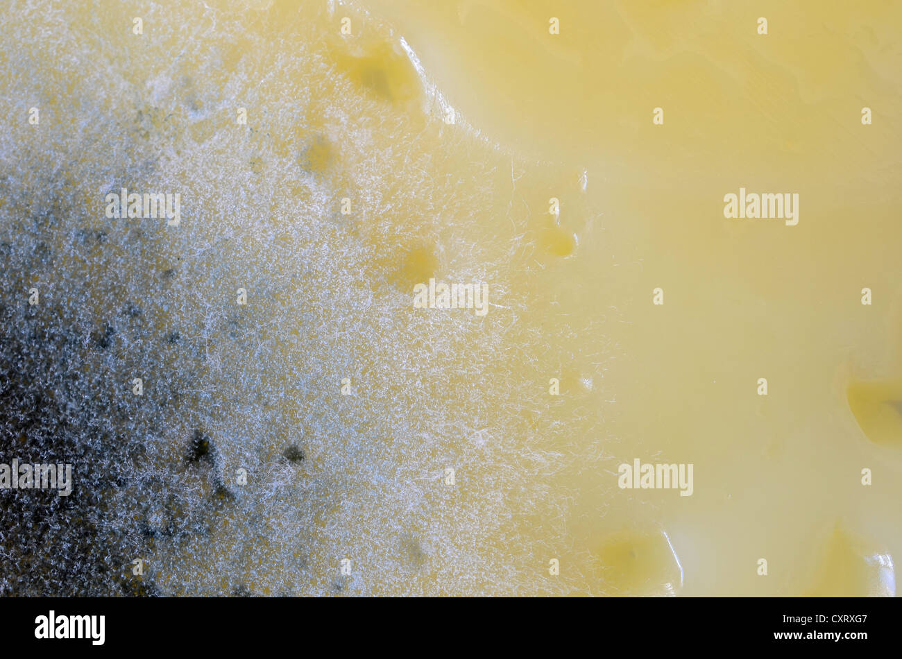 Mouldy Cheese High Resolution Stock Photography and Images - Alamy
