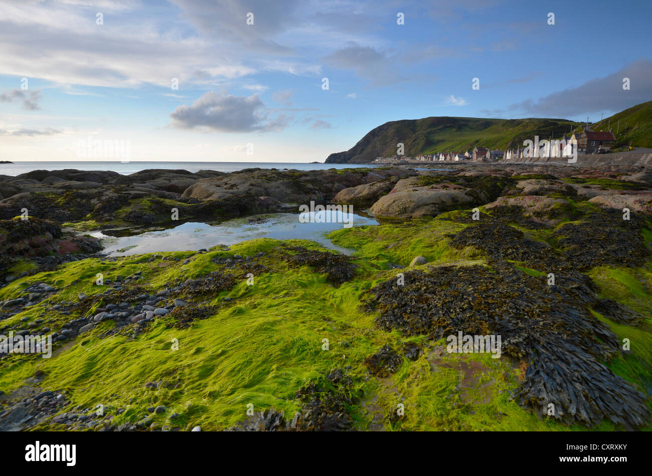 Scotland seaweed landscape hi-res stock photography and images - Alamy