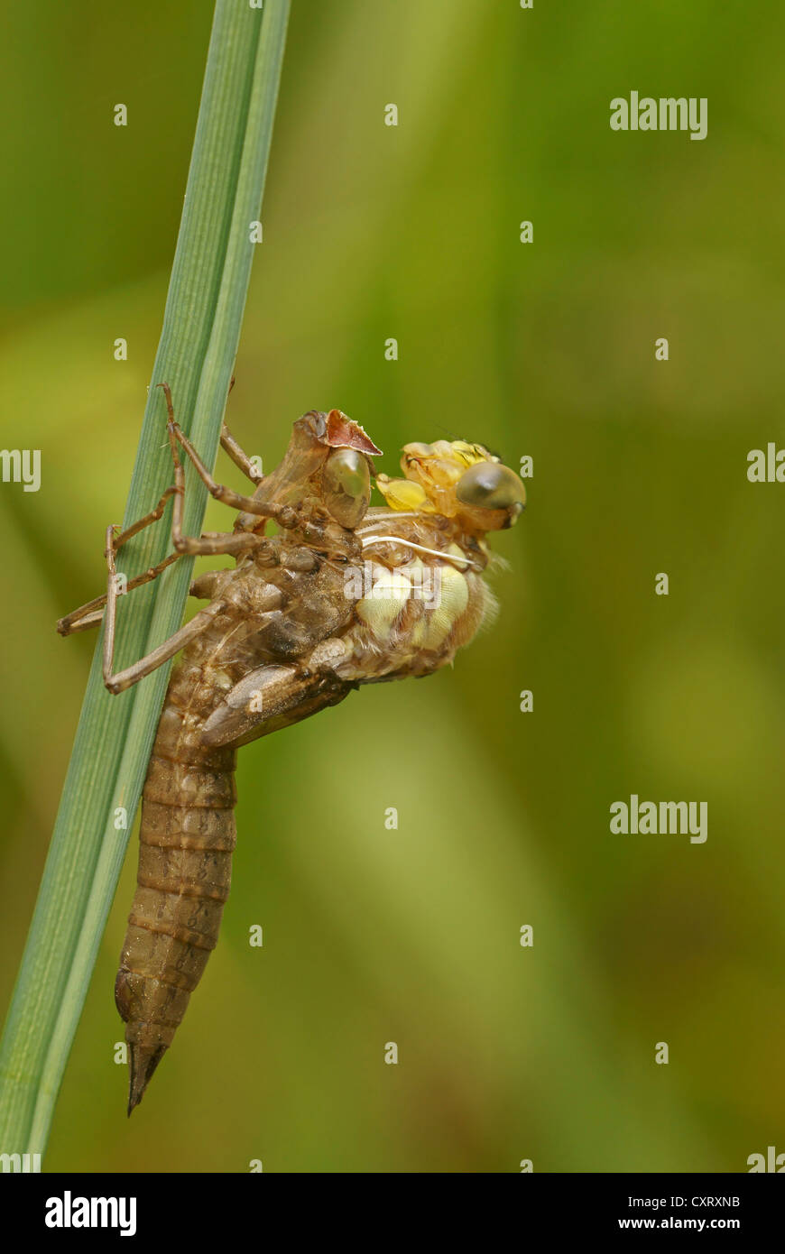 Dragonfly larva aeshnidae hi-res stock photography and images - Alamy