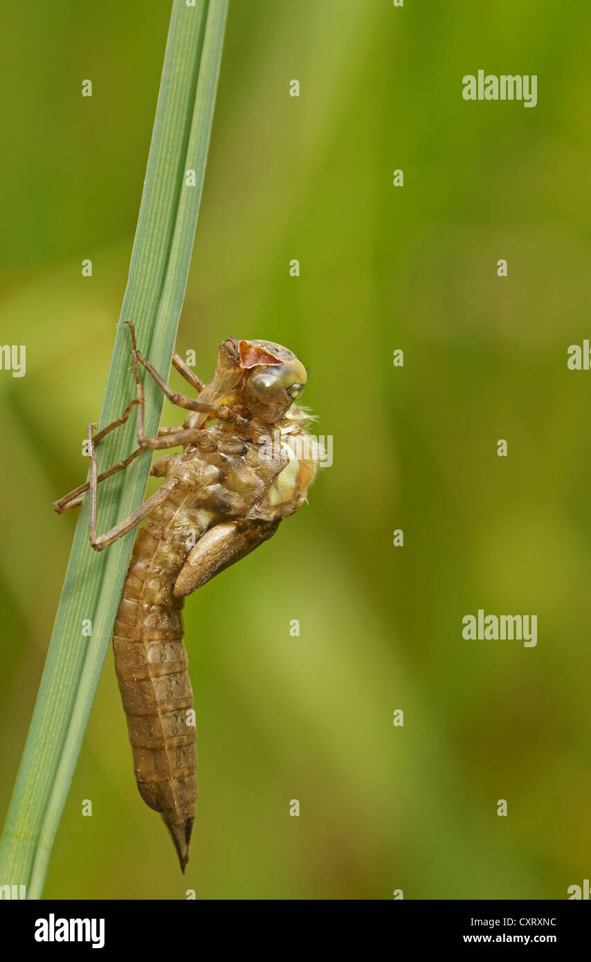 Southern Hawker or Blue Darner (Aeshna cyanea), dragonfly emerging from ...