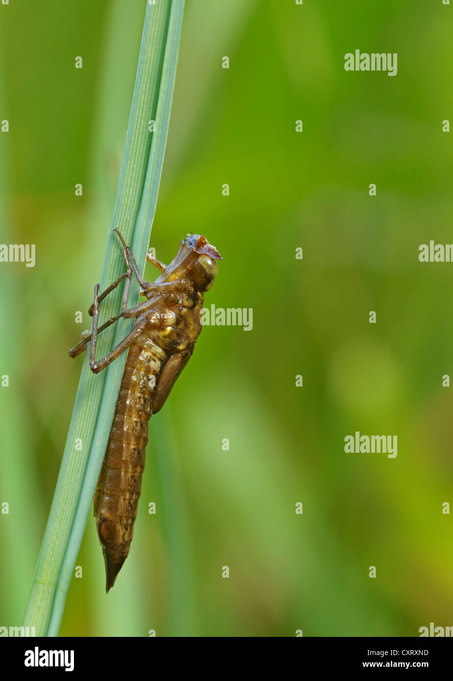 Southern Hawker or Blue Darner (Aeshna cyanea), dragonfly, larva before ...