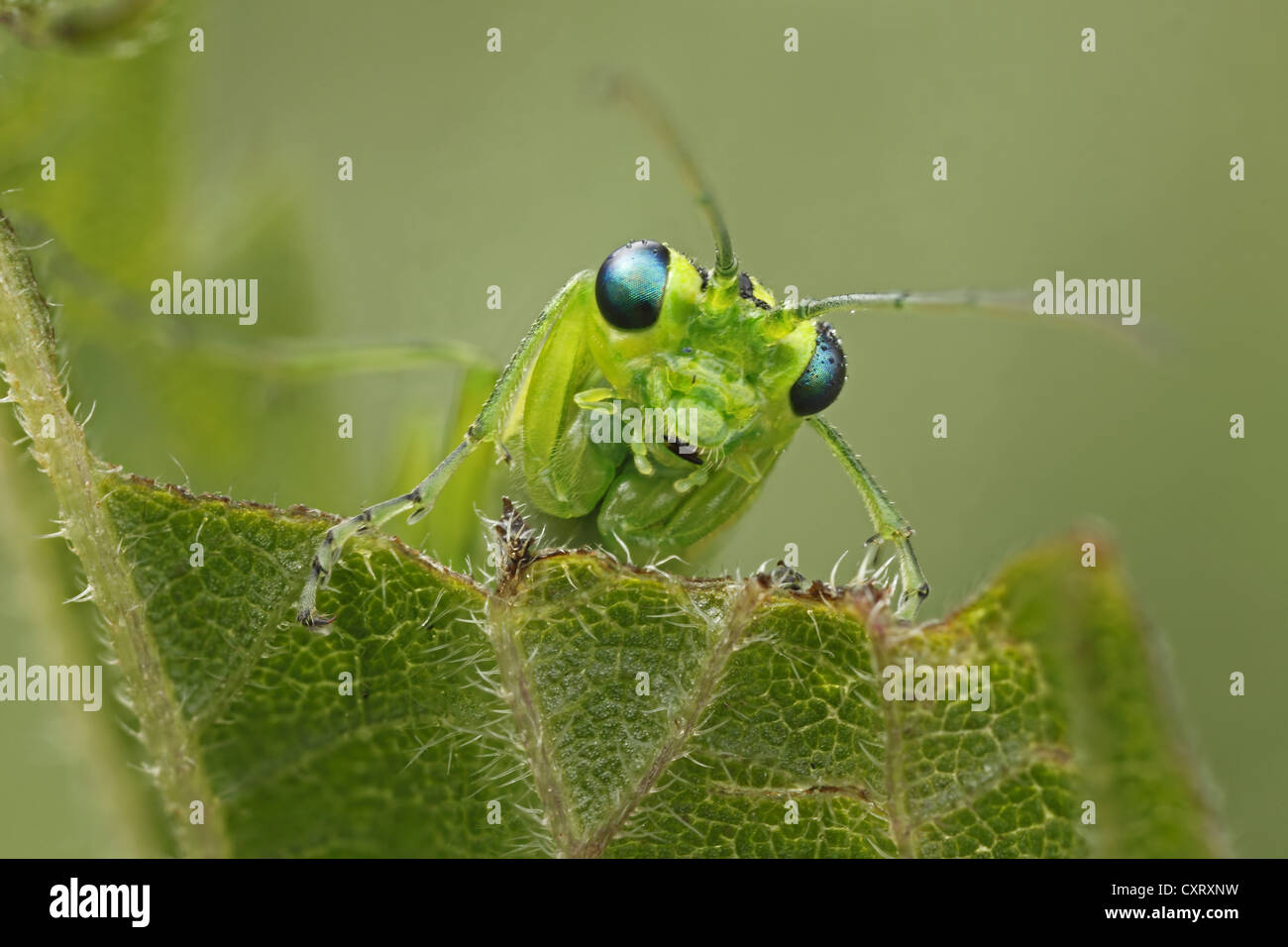 Rhogogaster Viridis High Resolution Stock Photography and Images - Alamy