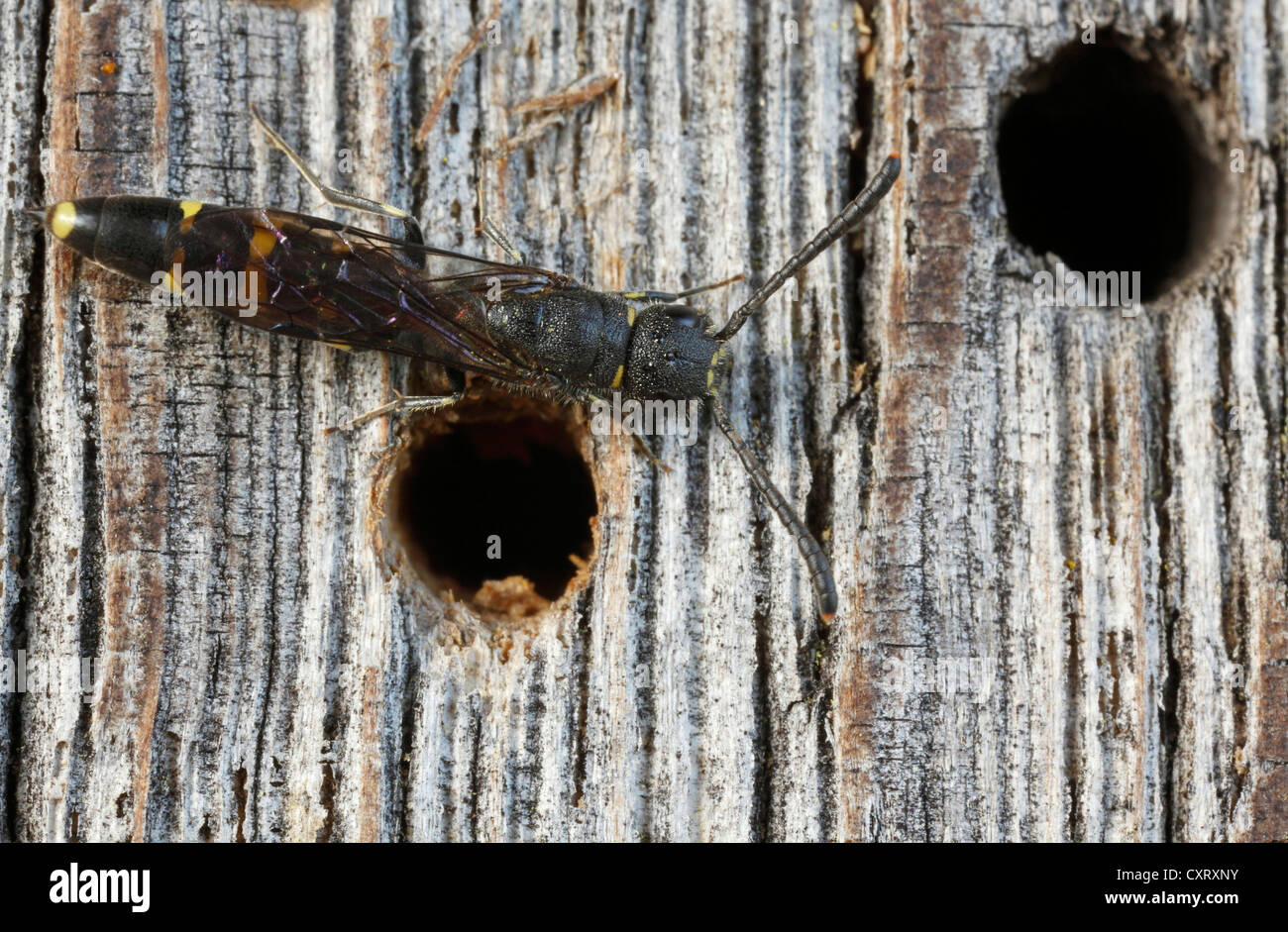 Club horned wasps hi-res stock photography and images - Alamy