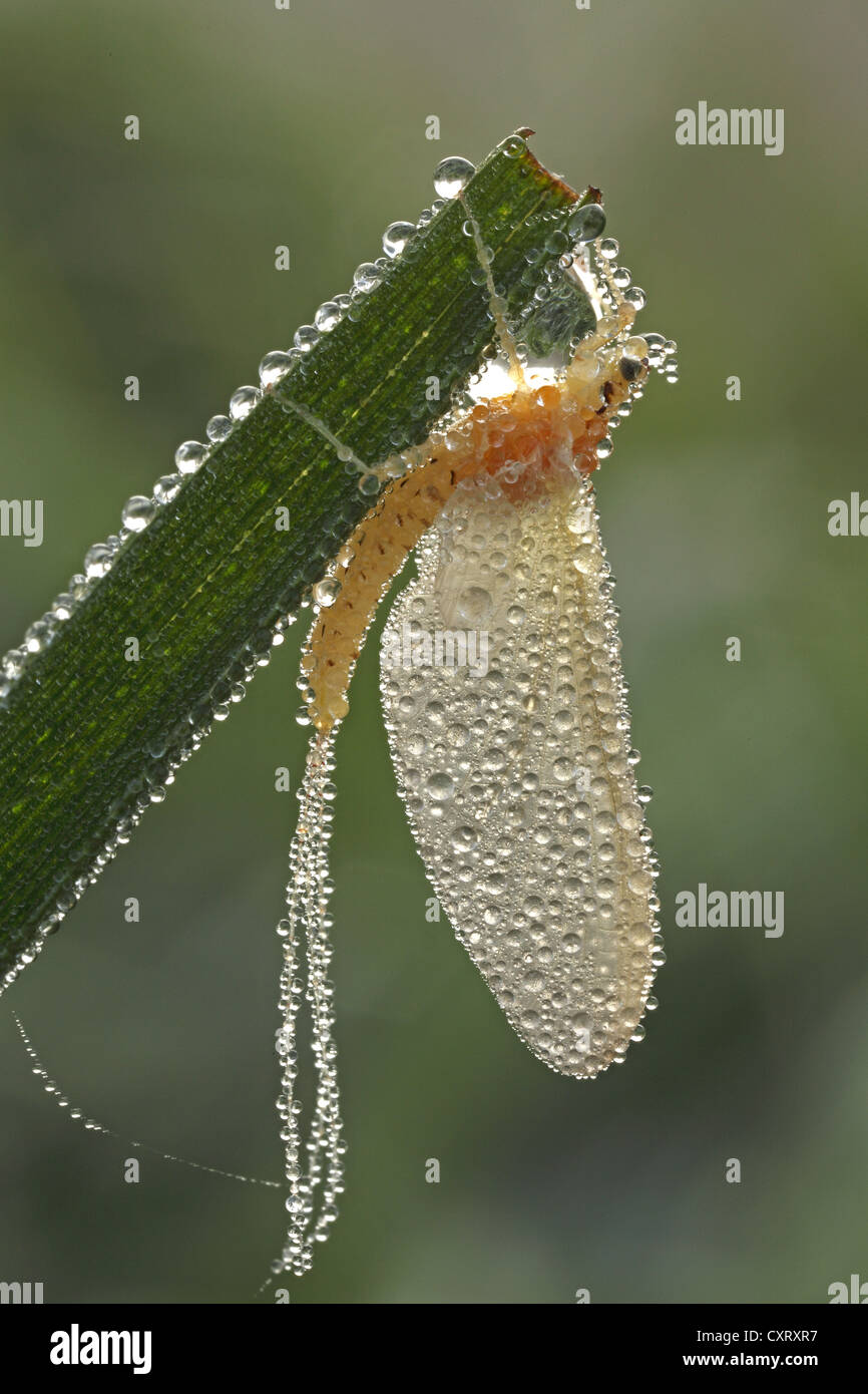 Ephemeroptera sp hi-res stock photography and images - Alamy