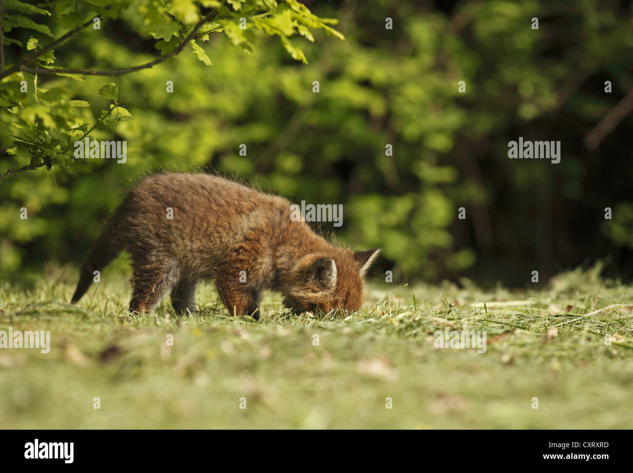 Mammal fox kit hi-res stock photography and images - Alamy