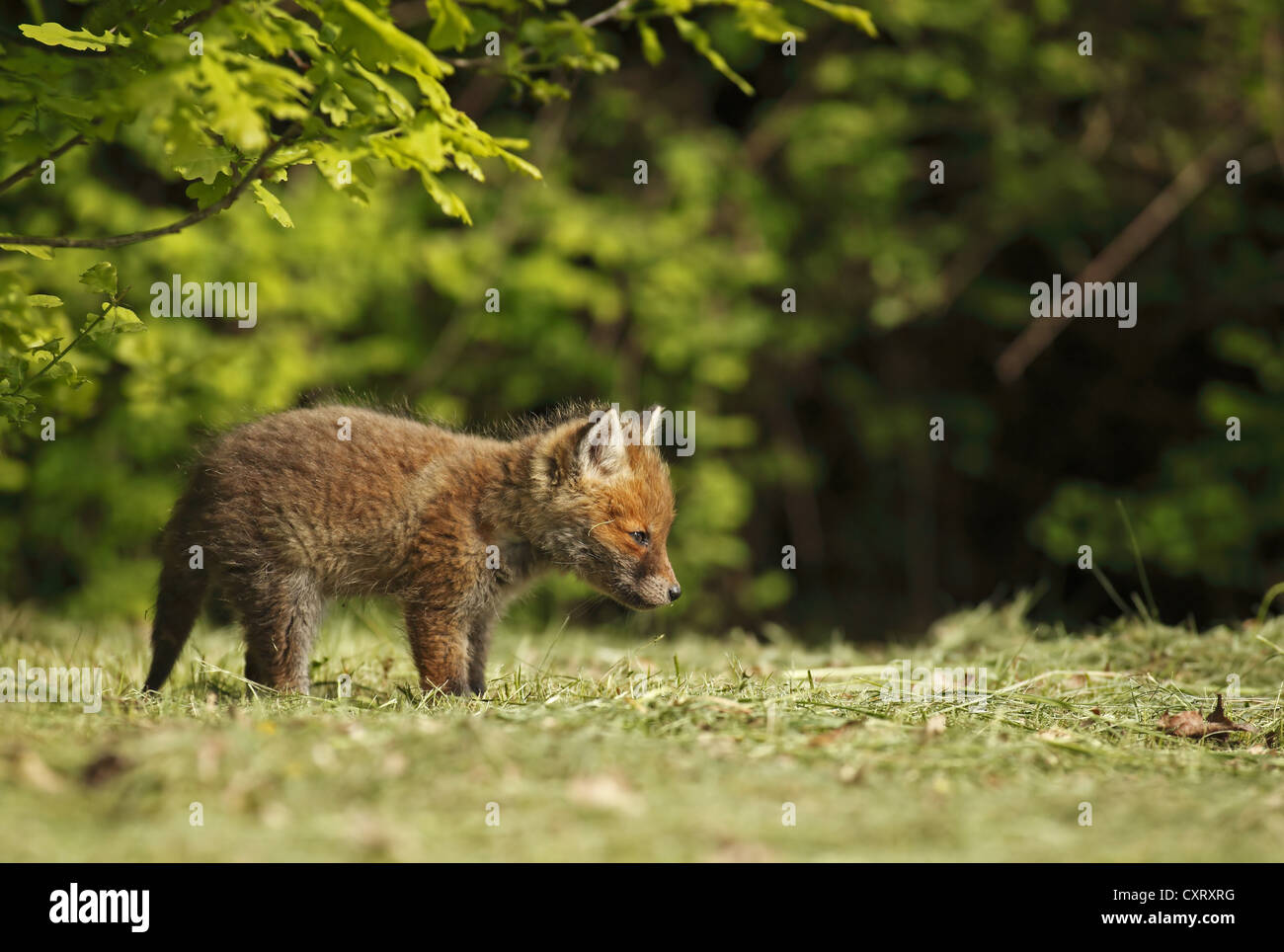 Red fox kit hi-res stock photography and images - Alamy
