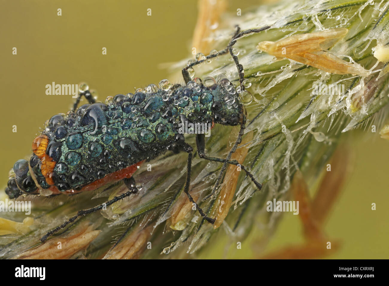 Malachite beetle (Malachius bipustulatus), Bad Hersfeld, Hessse ...
