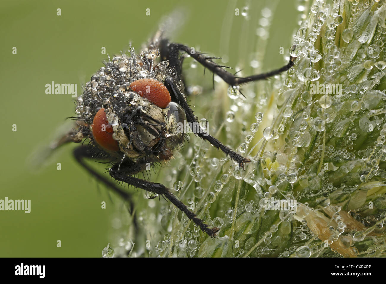 Cluster flies hi-res stock photography and images - Alamy