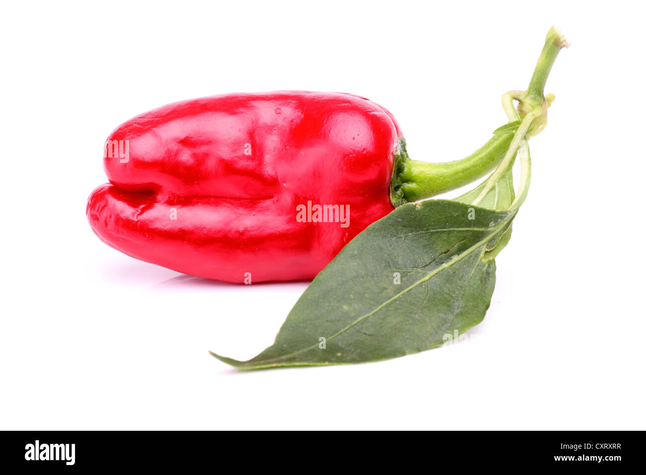 Peppers vibrant fruit red spicy hi-res stock photography and images - Alamy