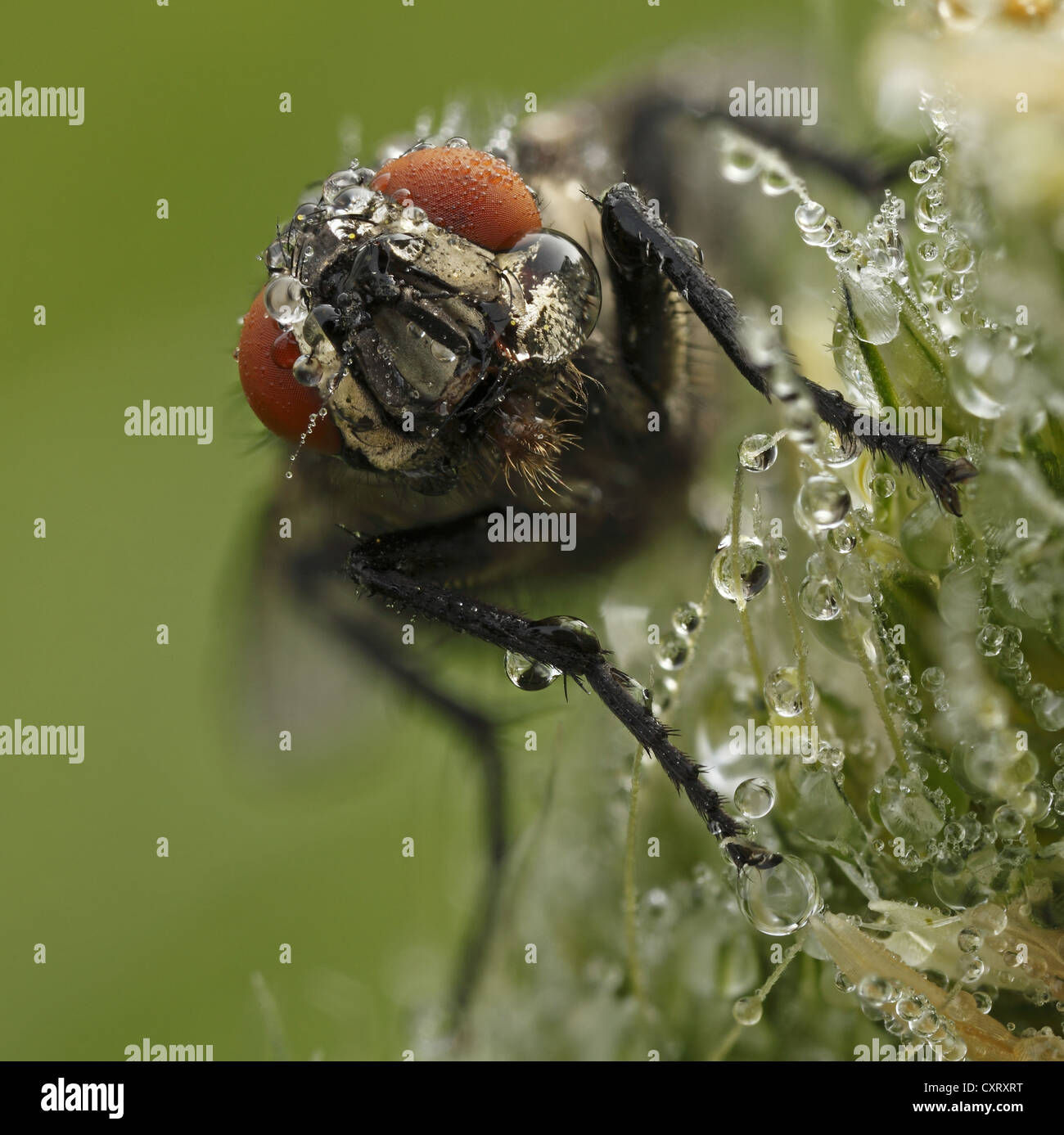 Cluster flies hi-res stock photography and images - Alamy