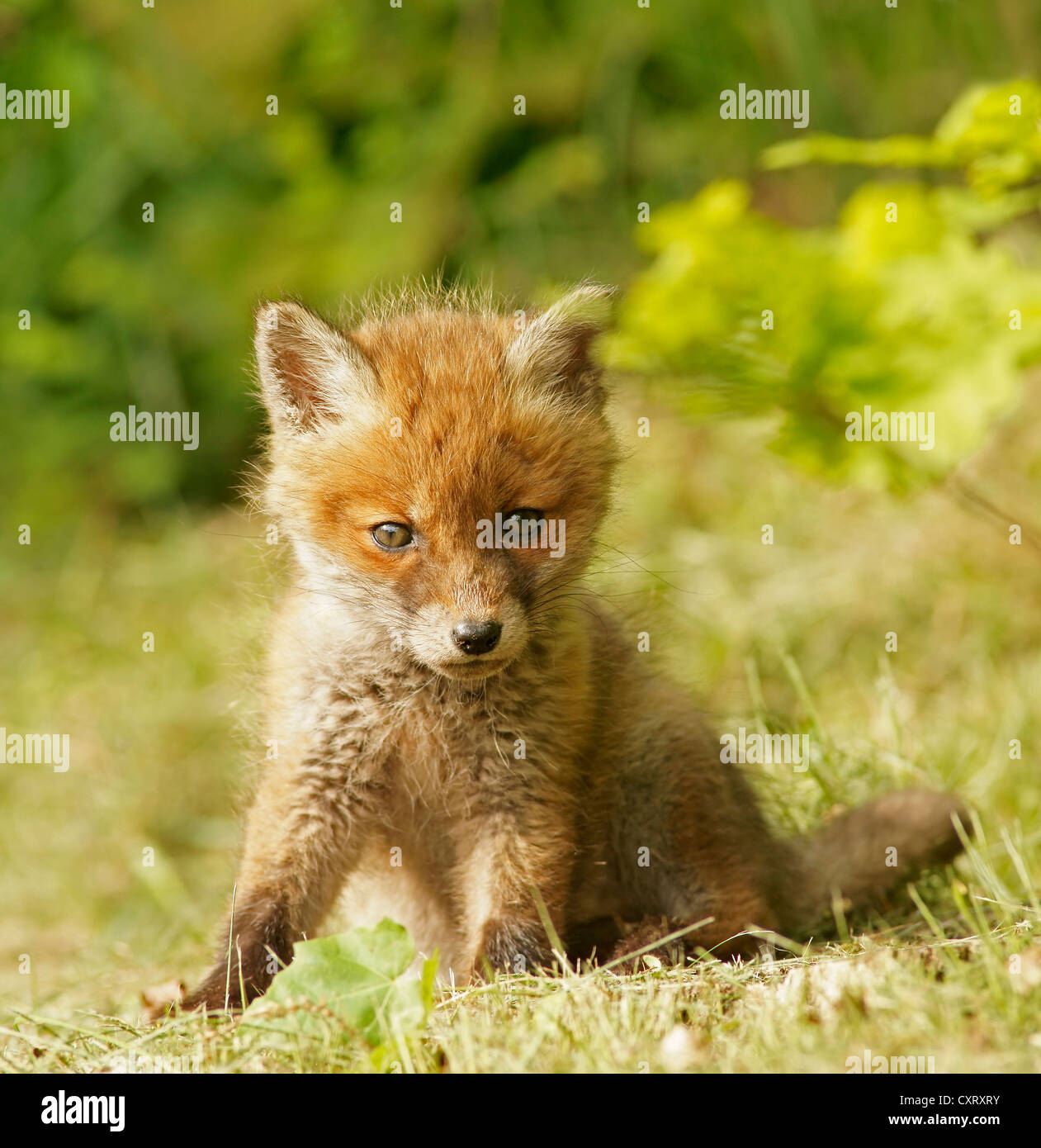Red fox kit hi-res stock photography and images - Alamy