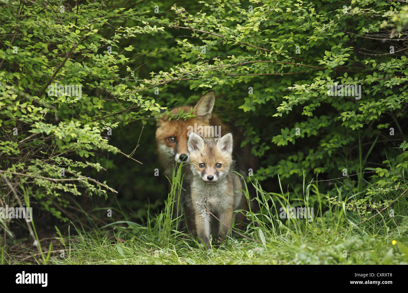 Red fox kit hi-res stock photography and images - Alamy