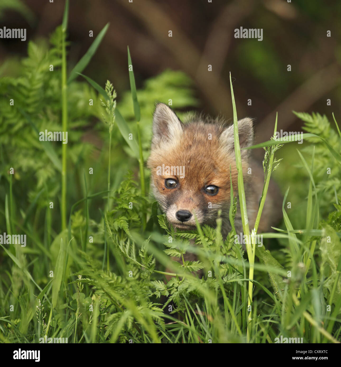 Red fox (Vulpes vulpes), kit, Bad Hersfeld, Hesse, Germany, Europe ...