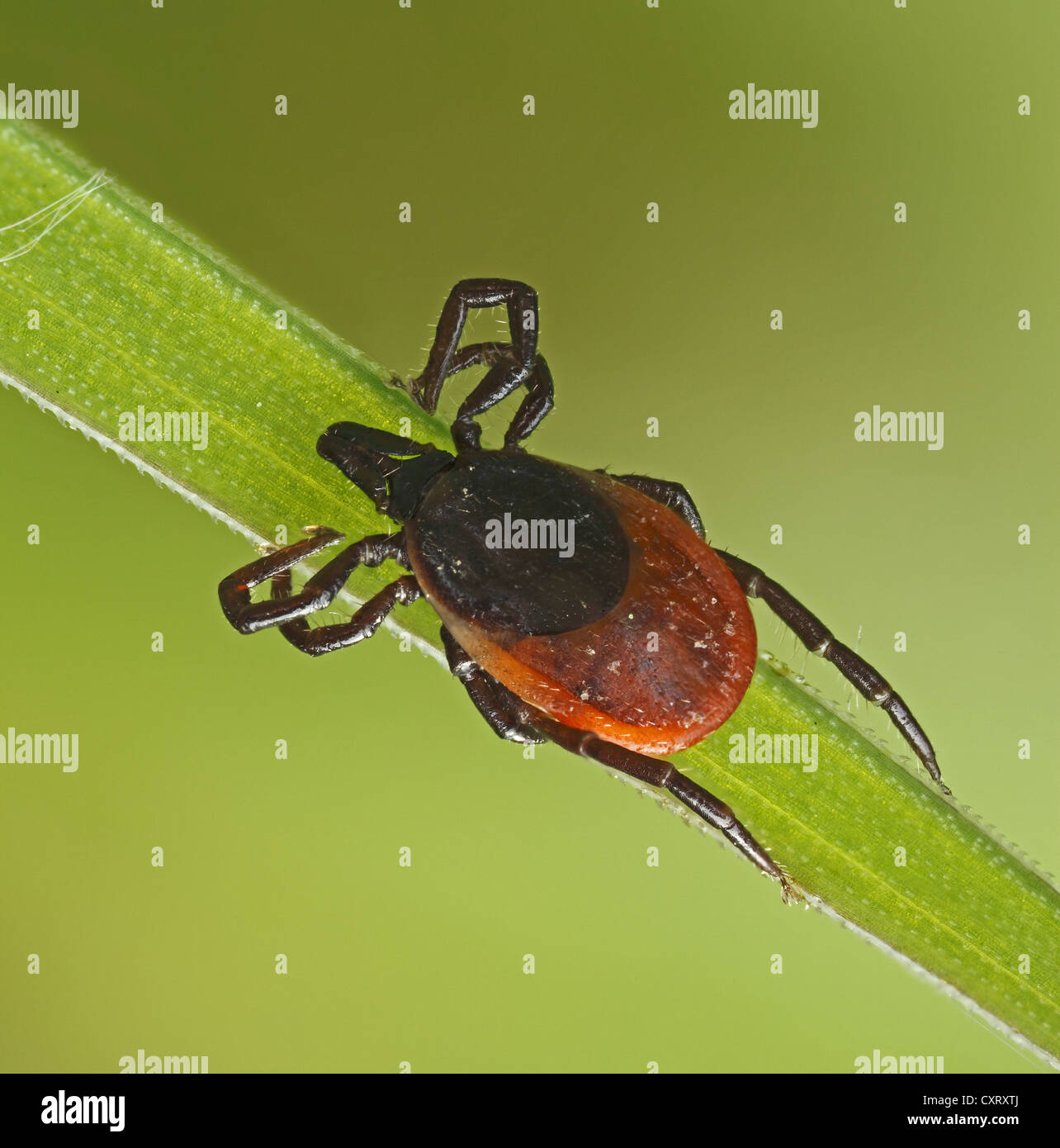 Castor Bean Tick (Ixodes ricinus) on a blade of grass, Hesse, Germany ...