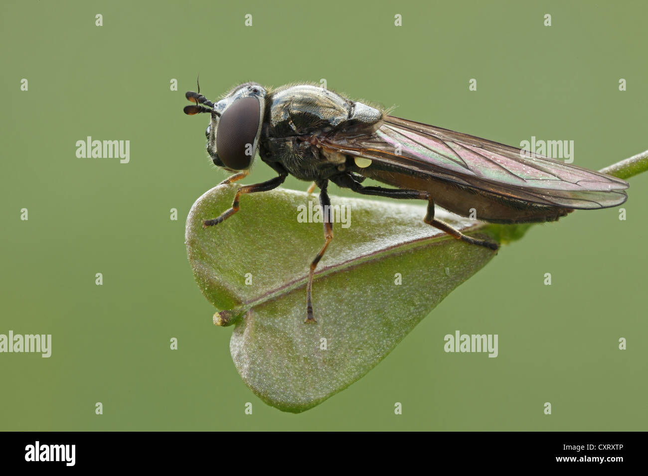 Dipteras hi-res stock photography and images - Alamy