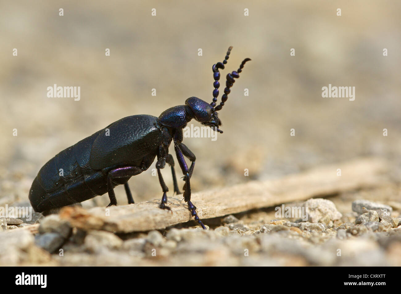 Violet oil beetle (Meloe violaceus), Thuringia, Germany, Europe Stock ...