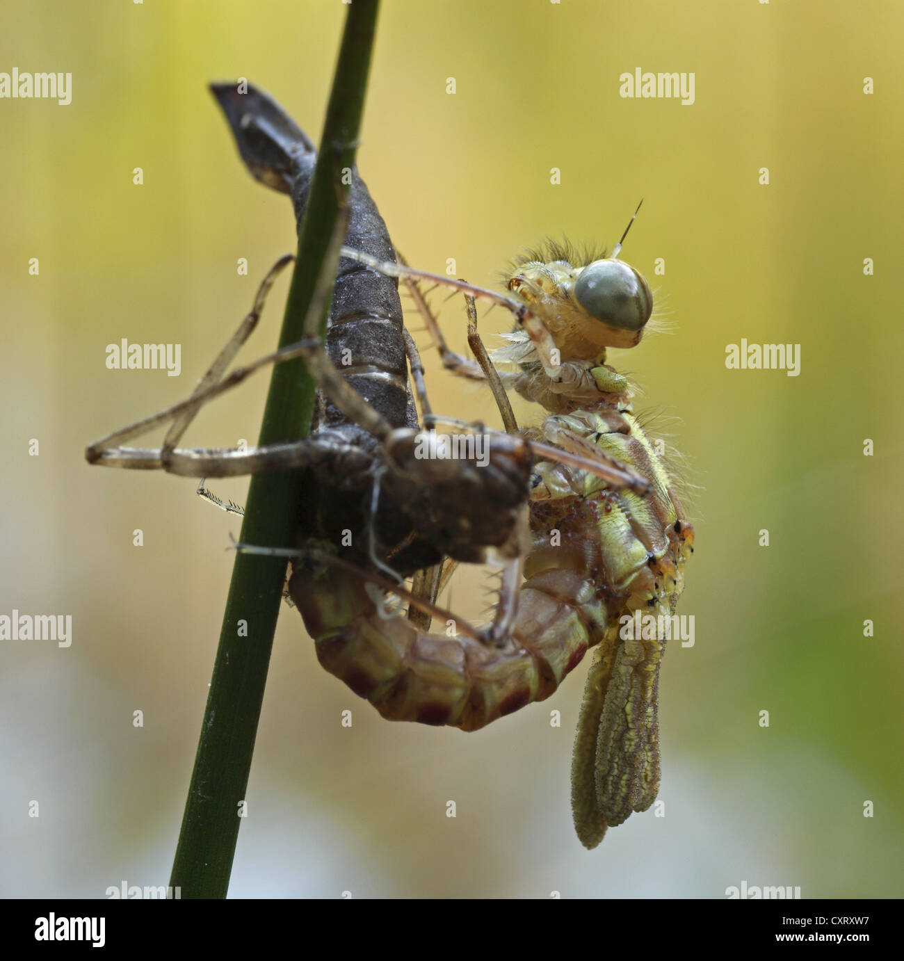 Hatching dragonfly hi-res stock photography and images - Alamy