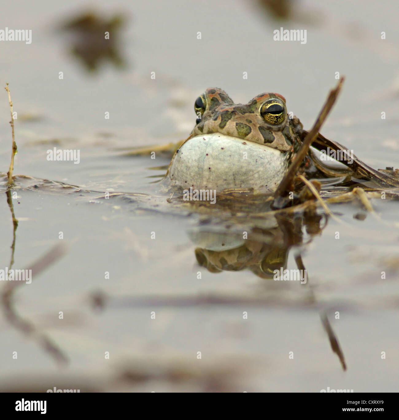 European Green Toad (Bufo viridis), Bulgaria, Europe Stock Photo - Alamy