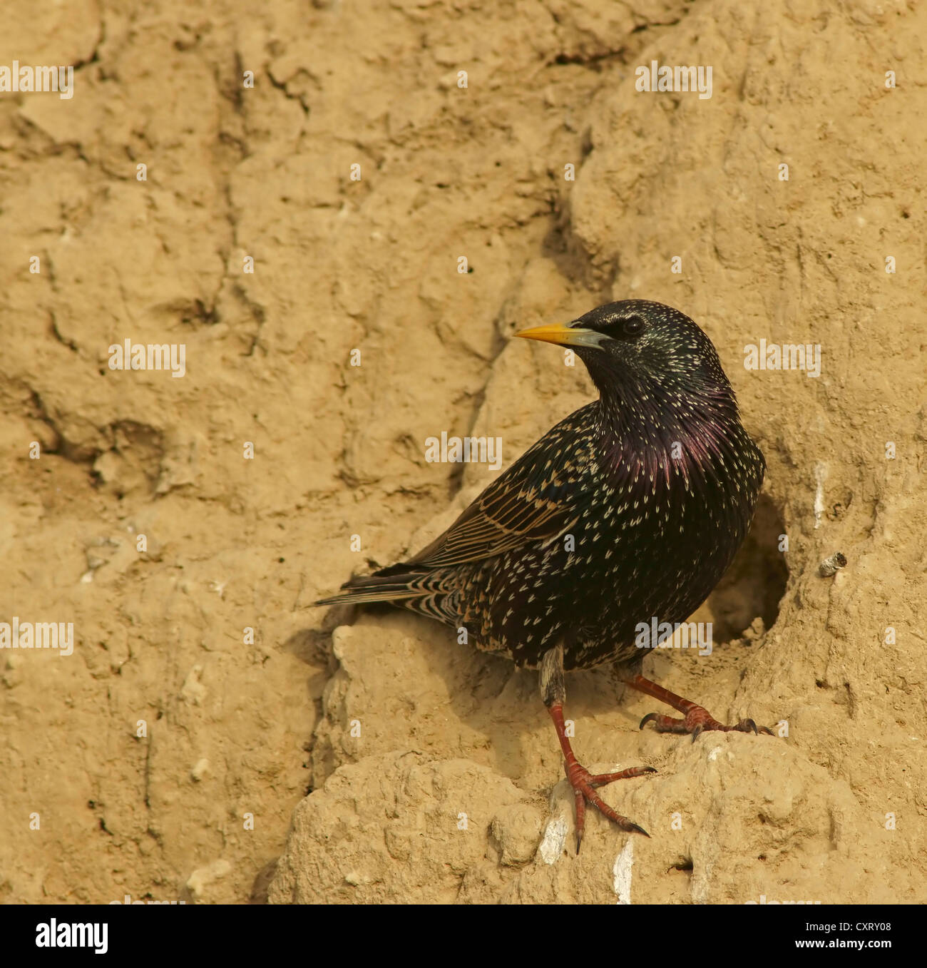 Starling (Sturnus vulgaris) outside a nesting hole, Northern Bulgaria ...