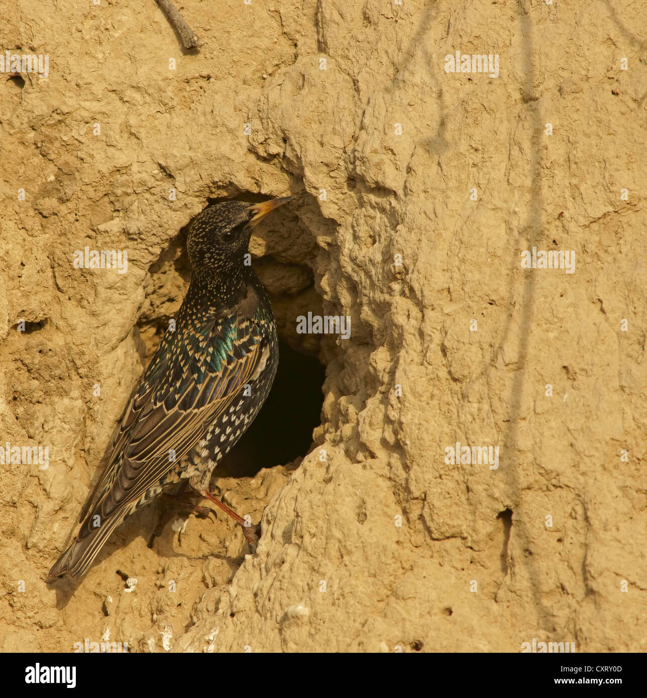 Common starling vertebrata bird birds nature hi-res stock photography ...