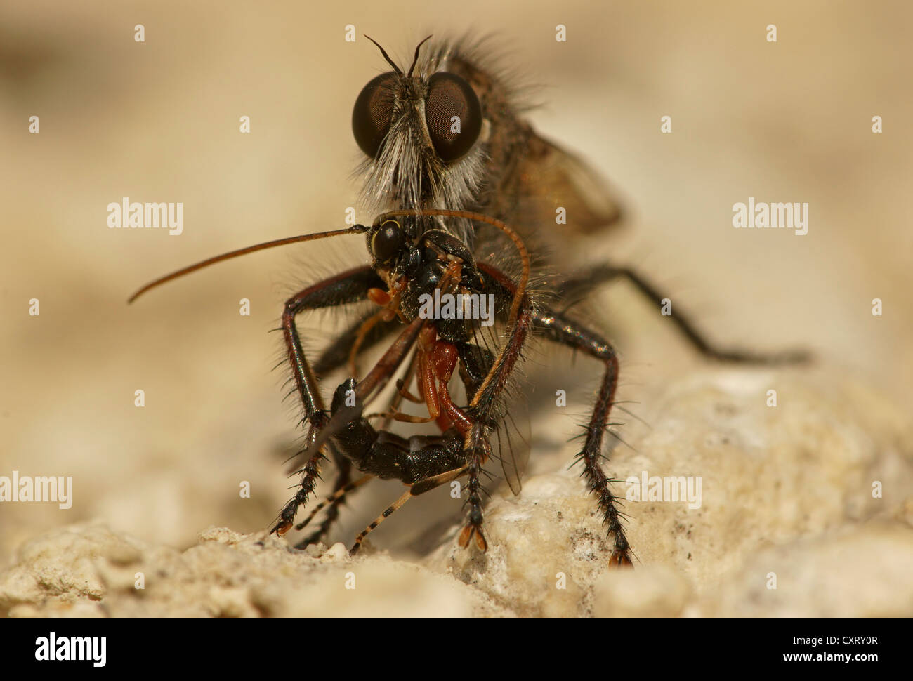 Robber fly with prey hi-res stock photography and images - Alamy
