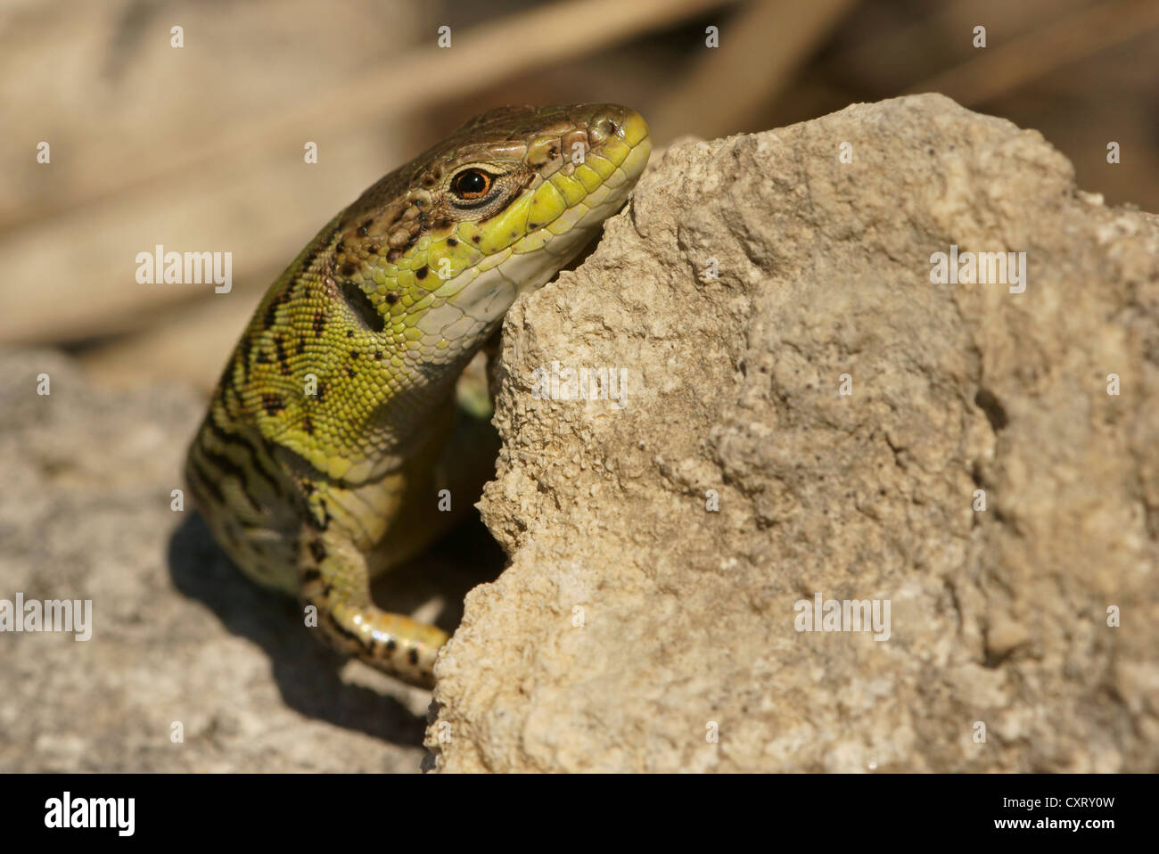Balkan wall lizard (Podarcis tauricus, Podarcis taurica), northern ...