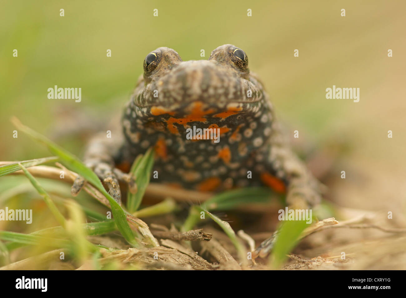 European fire-bellied toad (Bombina bombina), northern Bulgaria ...