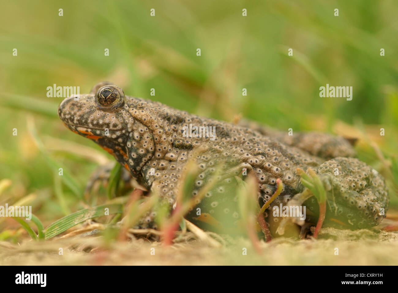 European fire-bellied toad (Bombina bombina), northern Bulgaria ...