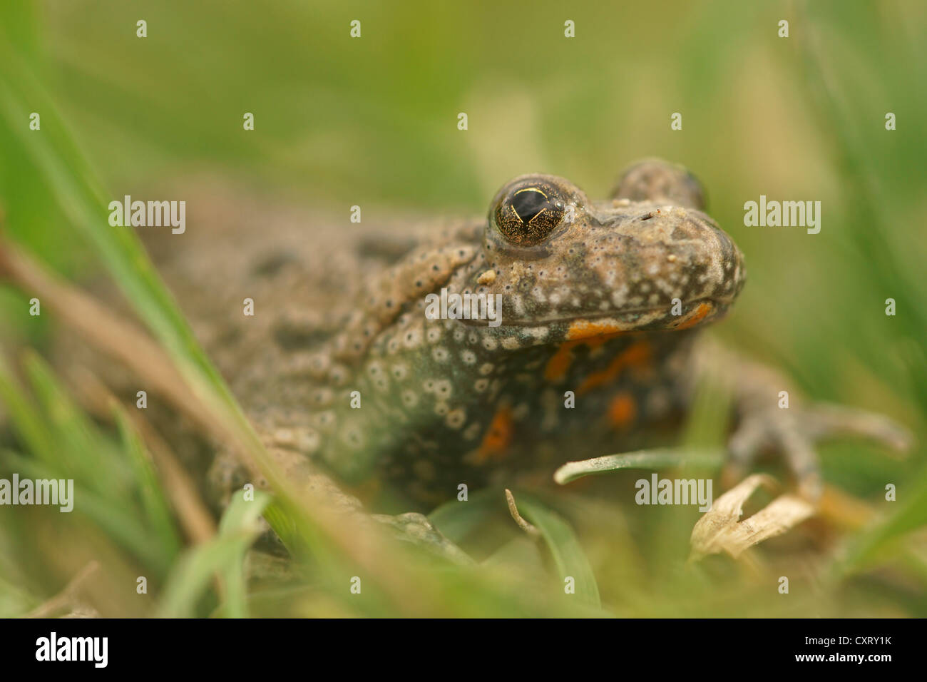 European fire-bellied toad (Bombina bombina), northern Bulgaria ...