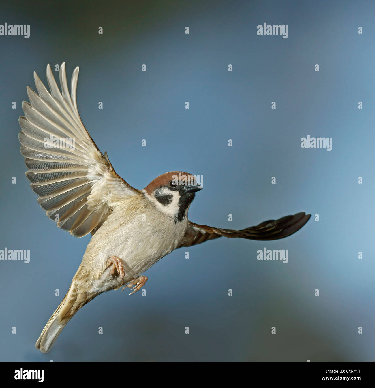 Passer montanus flight hi-res stock photography and images - Alamy