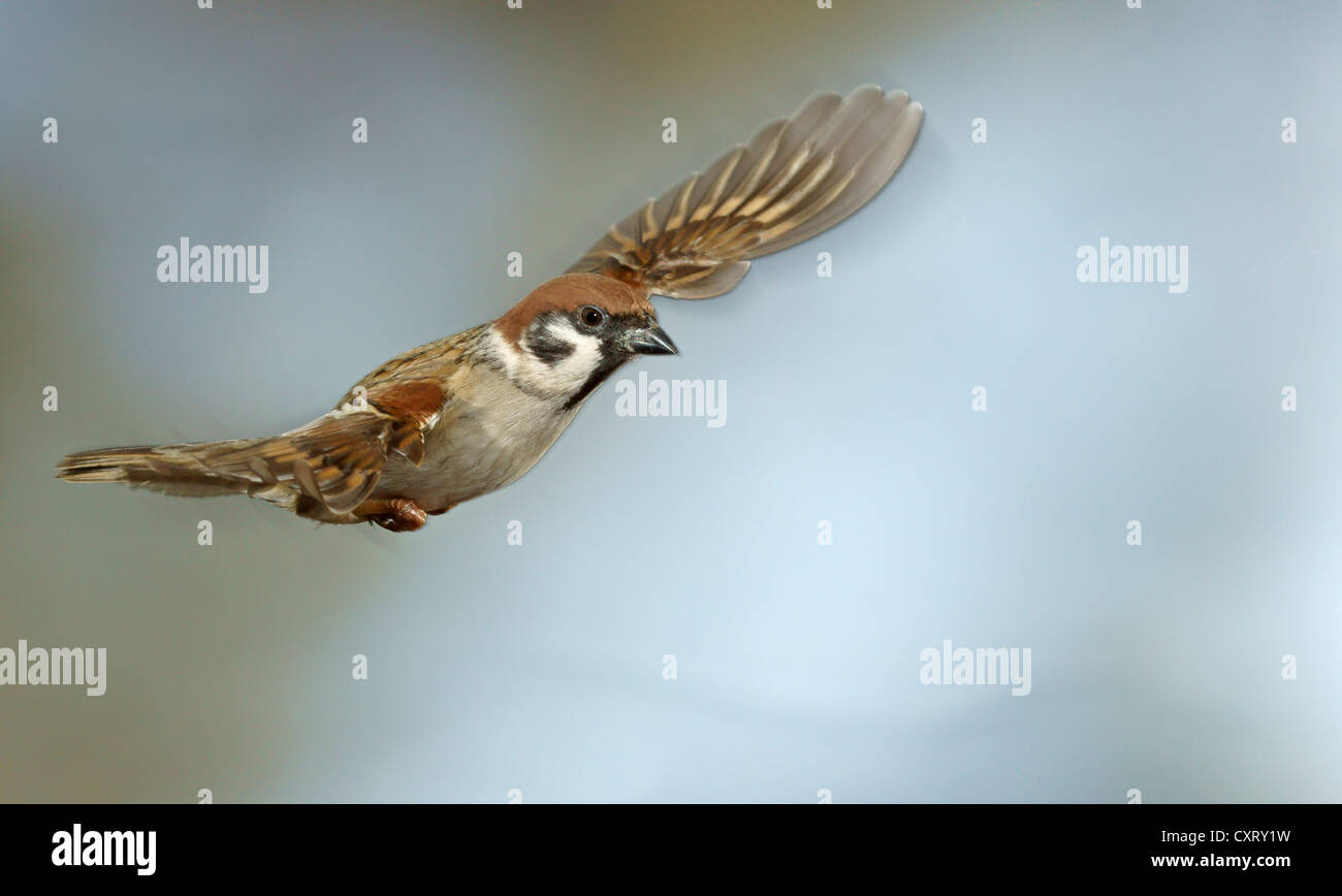 Tree Sparrow (Passer montanus), in flight, Bad Hersfeld, Germany ...
