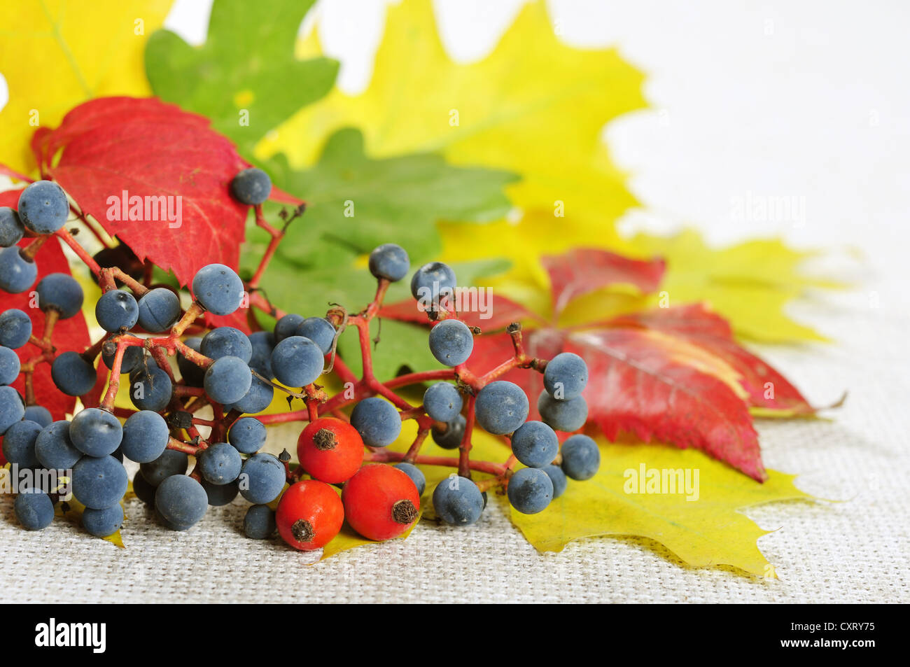 Composition from colorful autumn leaves, wild grape and rose hips ...