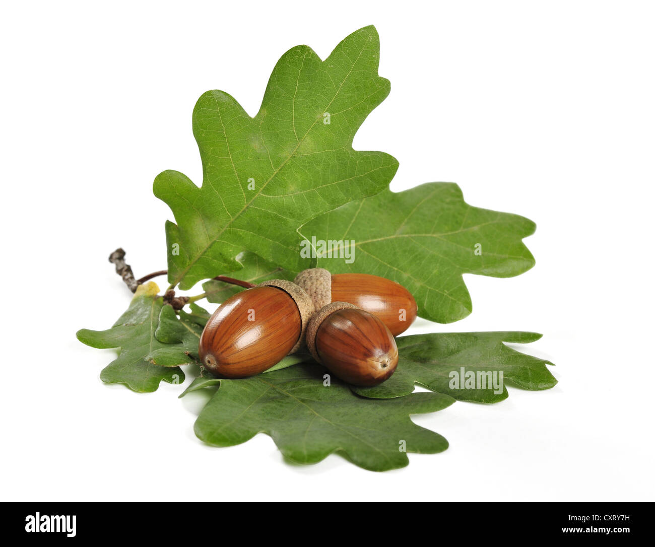 ripe acorn with green leaves isolated on white background. Clipping ...