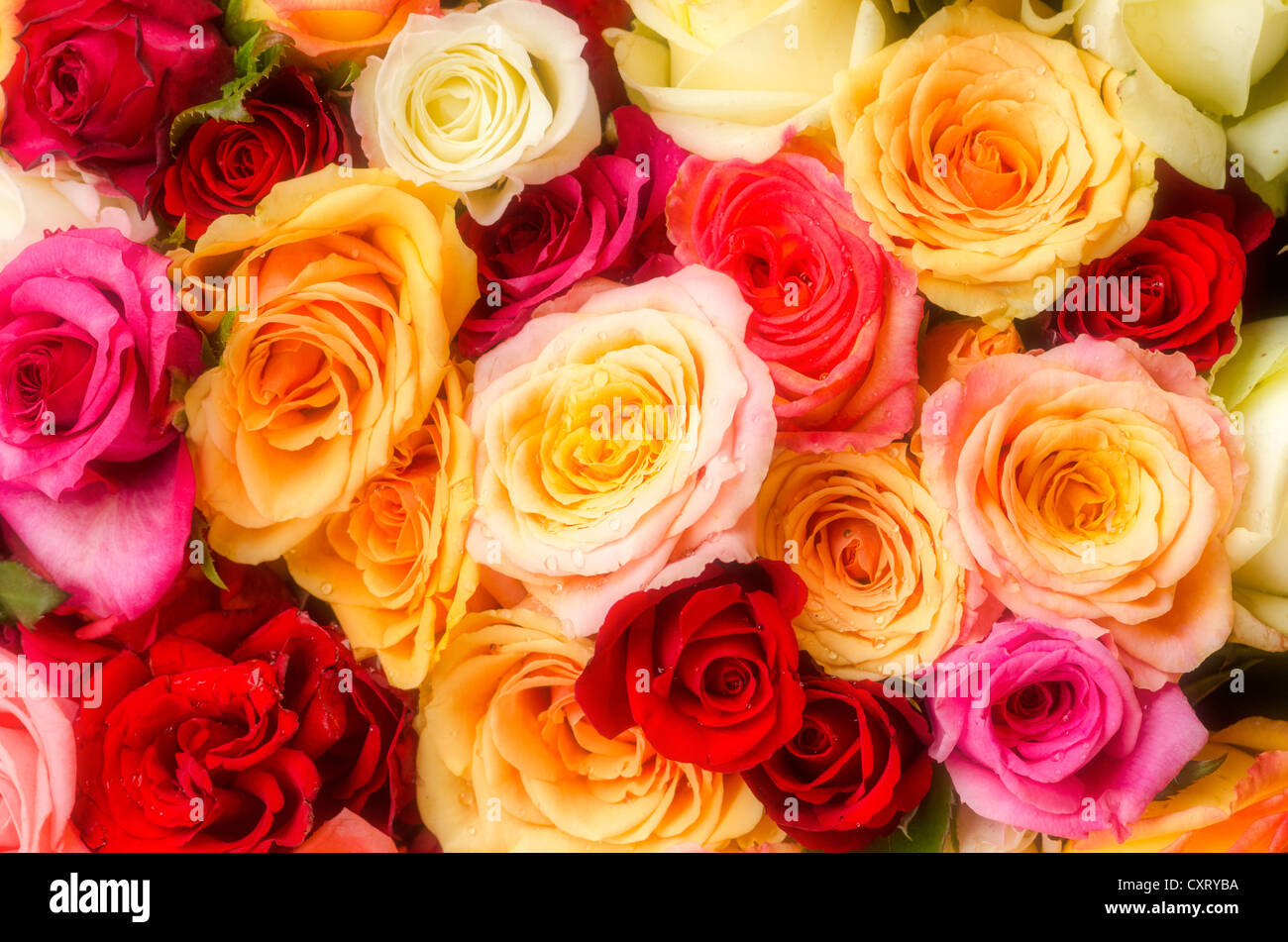 Farmers market roses hi-res stock photography and images - Alamy